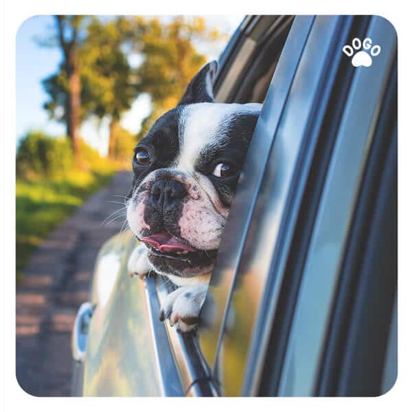 How to Prepare an Anxious Dog for Grooming - Dogo