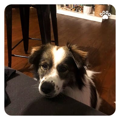 Dog Stealing Food? Teach Them Impulse Control - Dogo