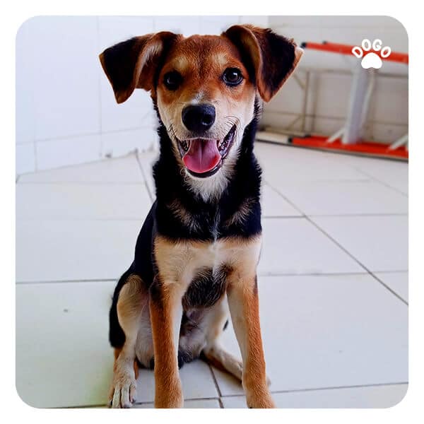 10 Friendly Dog Breeds - Dogo