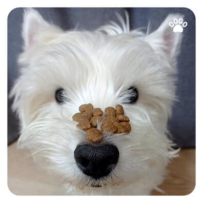 Dog Stealing Food? Teach Them Impulse Control - Dogo