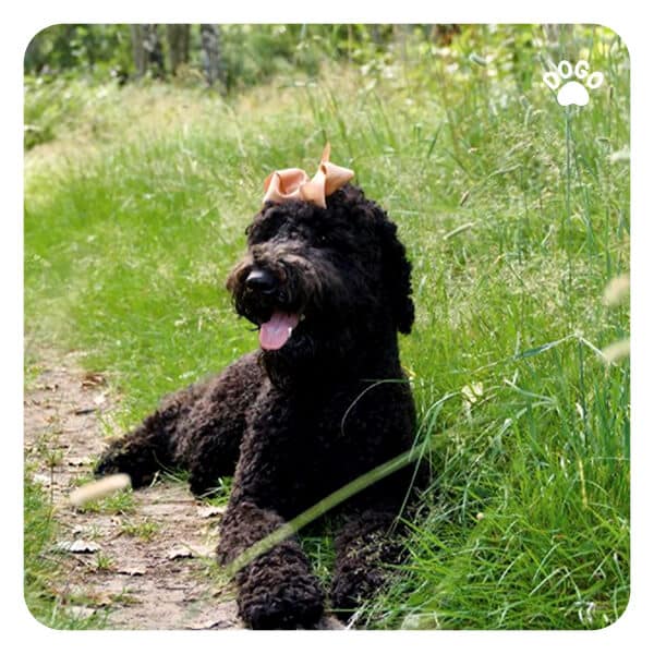 10 Friendly Dog Breeds - Dogo