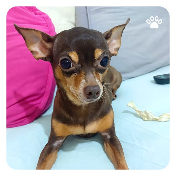 15 Dog Breeds for a Small House - Dogo