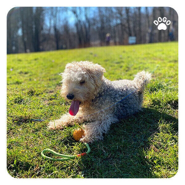 Puppy Care Guide: Week by Week - Dogo