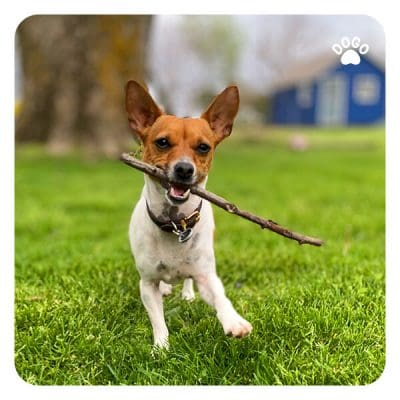 Good Dog Schedule - Daily Routine - Dogo