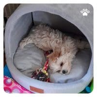 Good Dog Schedule - Daily Routine - Dogo