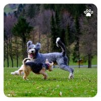 Good Dog Schedule - Daily Routine - Dogo