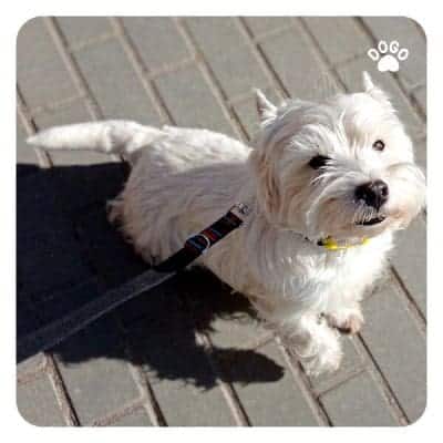 Dog Tail Positions - What Do They Mean? - Dogo