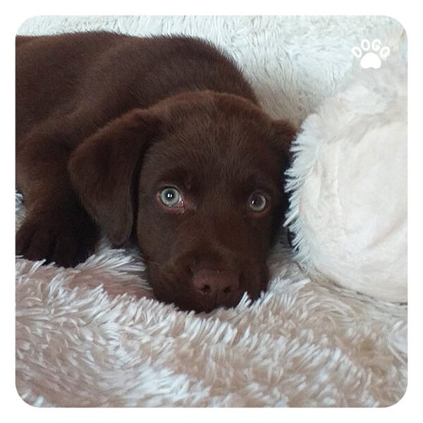 Dog Allergies - Dogo