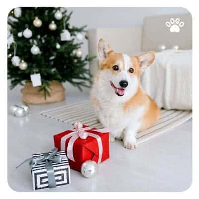 Christmas Gift Ideas For Your Dog - Dogo
