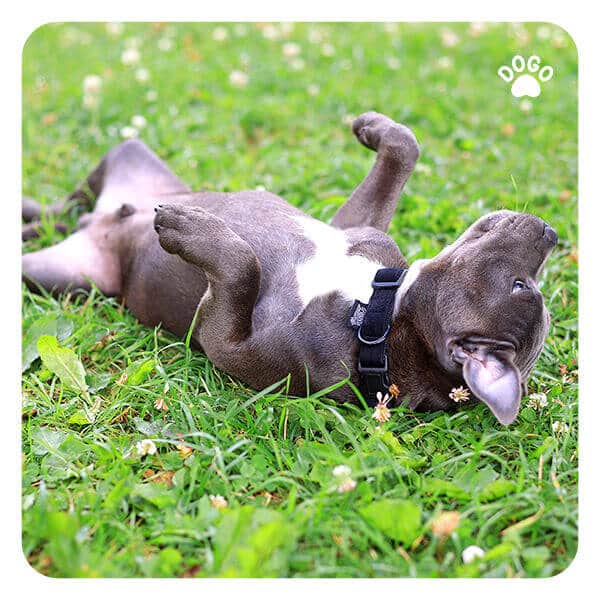 Zoomies Horror Show: Why Is Your Dog Running Wild? - Dogo