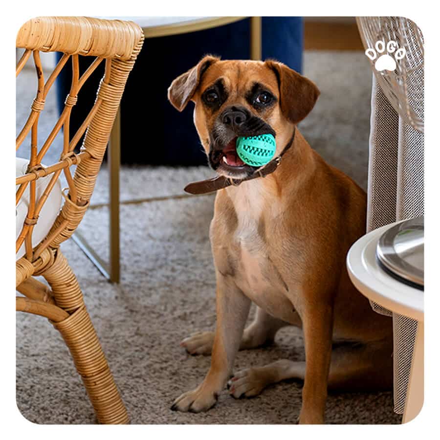 Dog Humping. What Does It Mean? - Dogo