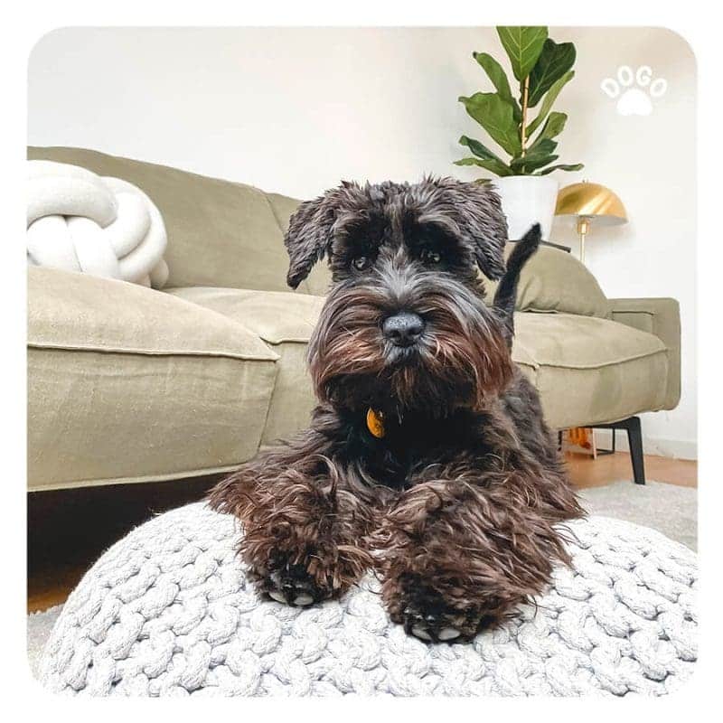 Dog Humping. What Does It Mean? - Dogo