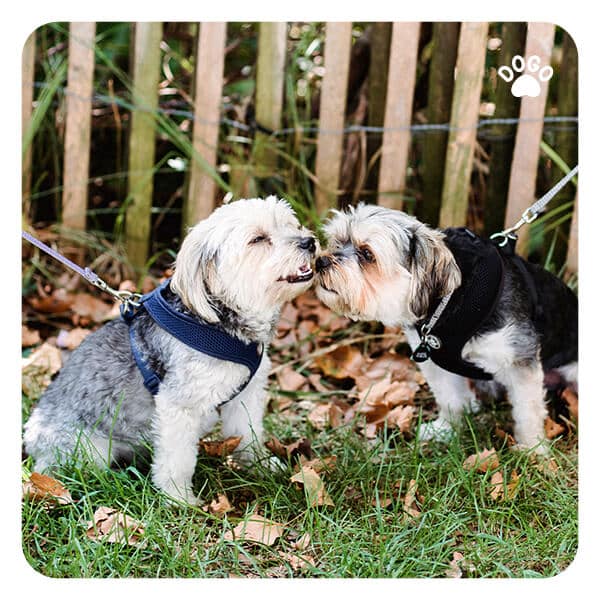 Dog Sniffing Each Other. What Does It Mean? - Dogo