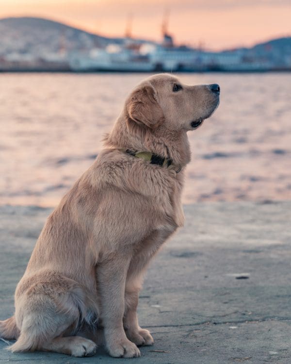 What Is A Group Of Dogs Called? - Dogo