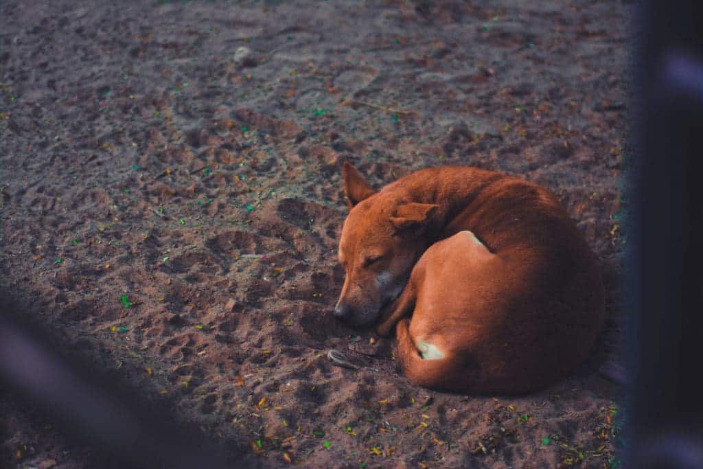 Wie behandelt man Krötenvergiftungen bei Hunden zu Hause? - Dogo