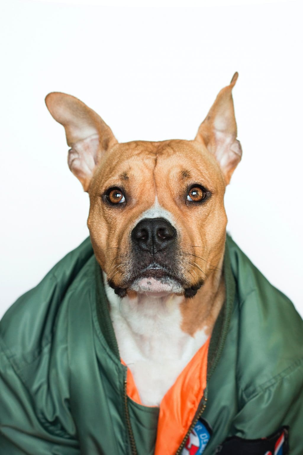 O que é um cão? - Dogo