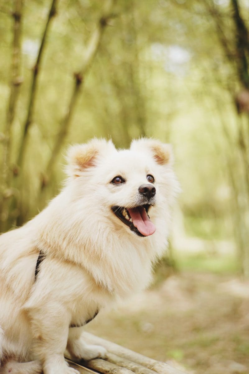 What is dapp vaccine for dogs? - Dogo