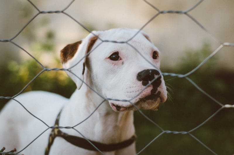 How to check a dogs pulse? - Dogo
