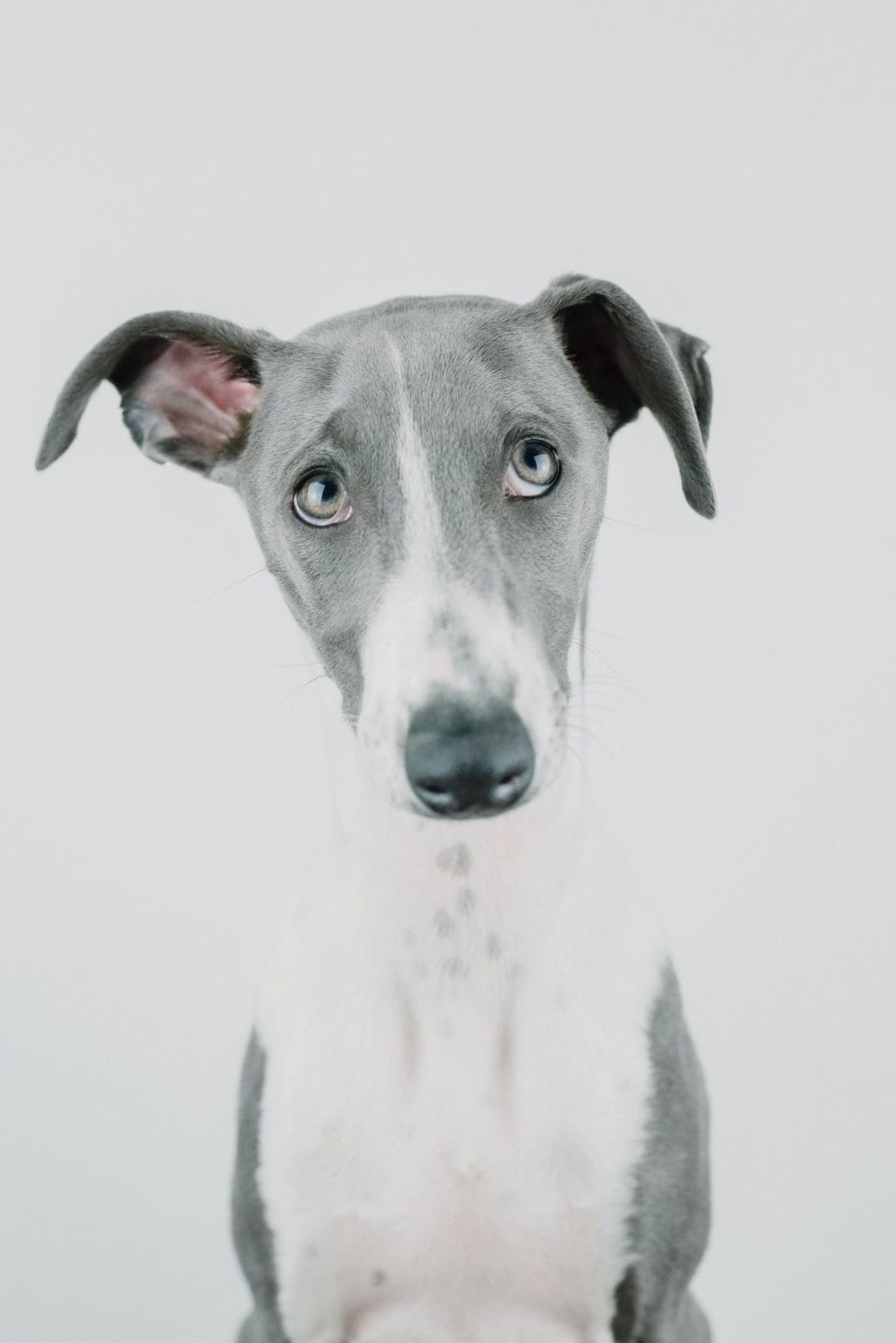 Was für ein Hund ist Goofy? - Dogo