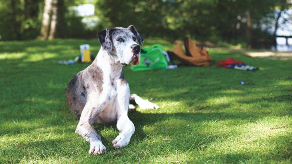 Was für ein Hund ist Goofy? - Dogo