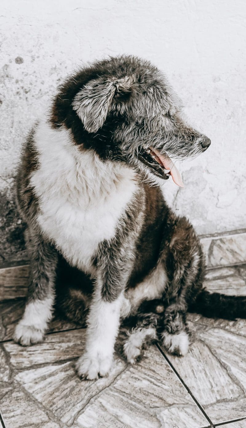 ¿Cuánto pagar a un cuidador de perros durante una semana? - Dogo