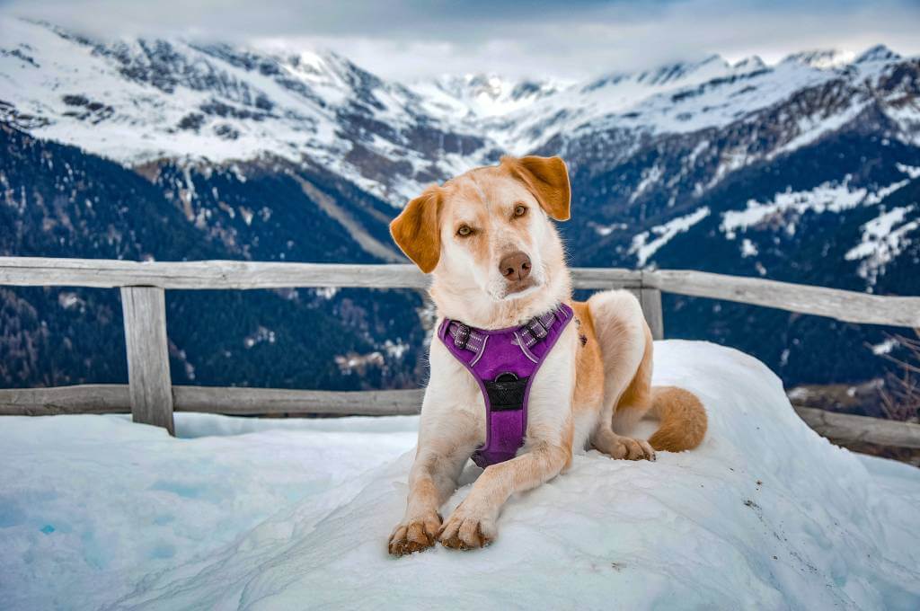 ¿Cómo se aparean los perros? - Dogo