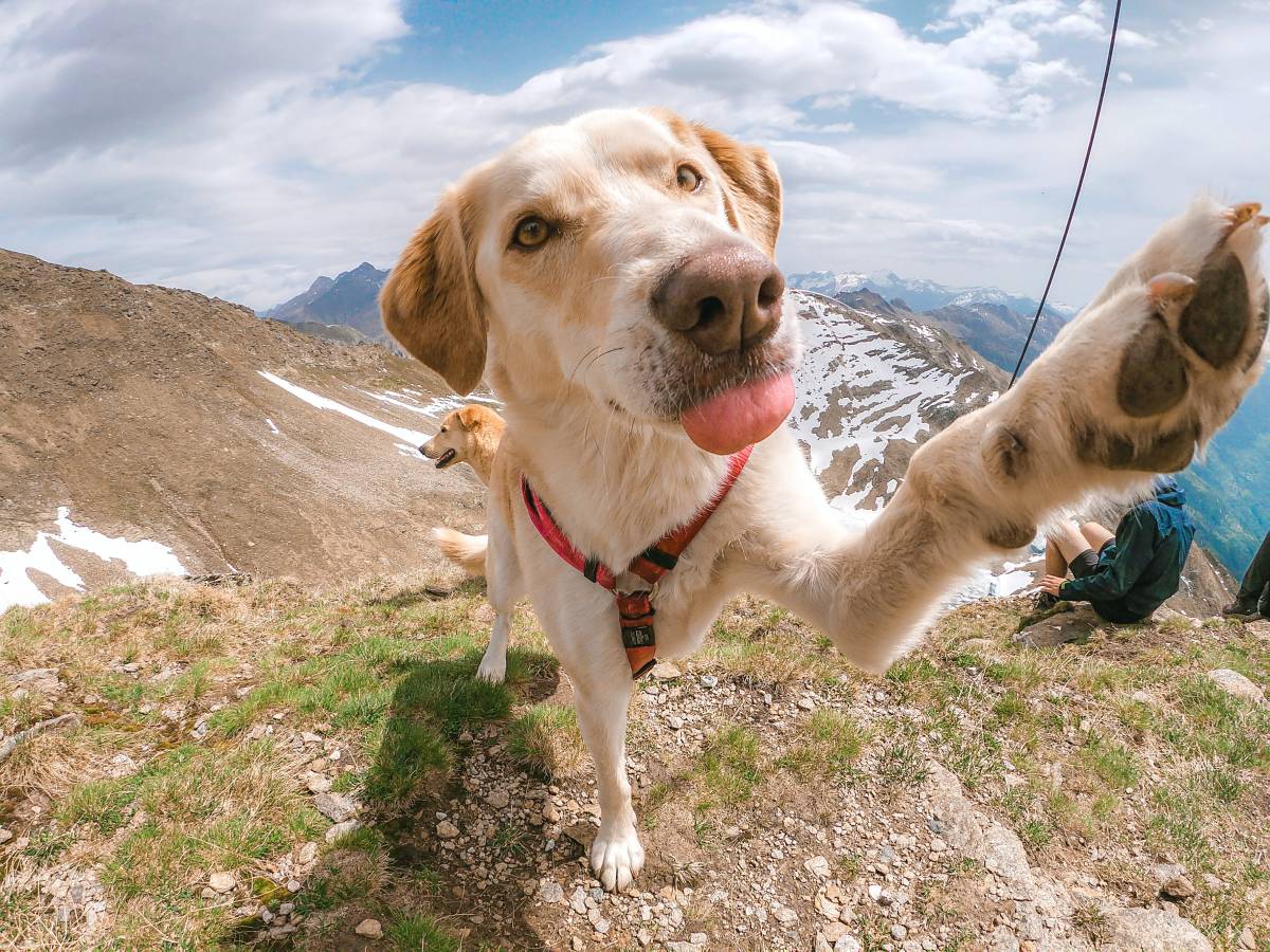 ¿Qué es la vacuna del Dhpp para perros? - Dogo