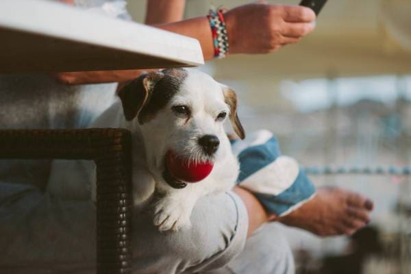 Was ist ein Corn Dog? - Dogo