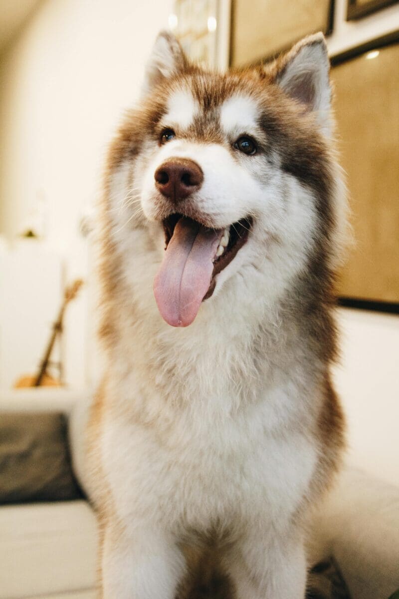 How to check a dogs pulse? - Dogo